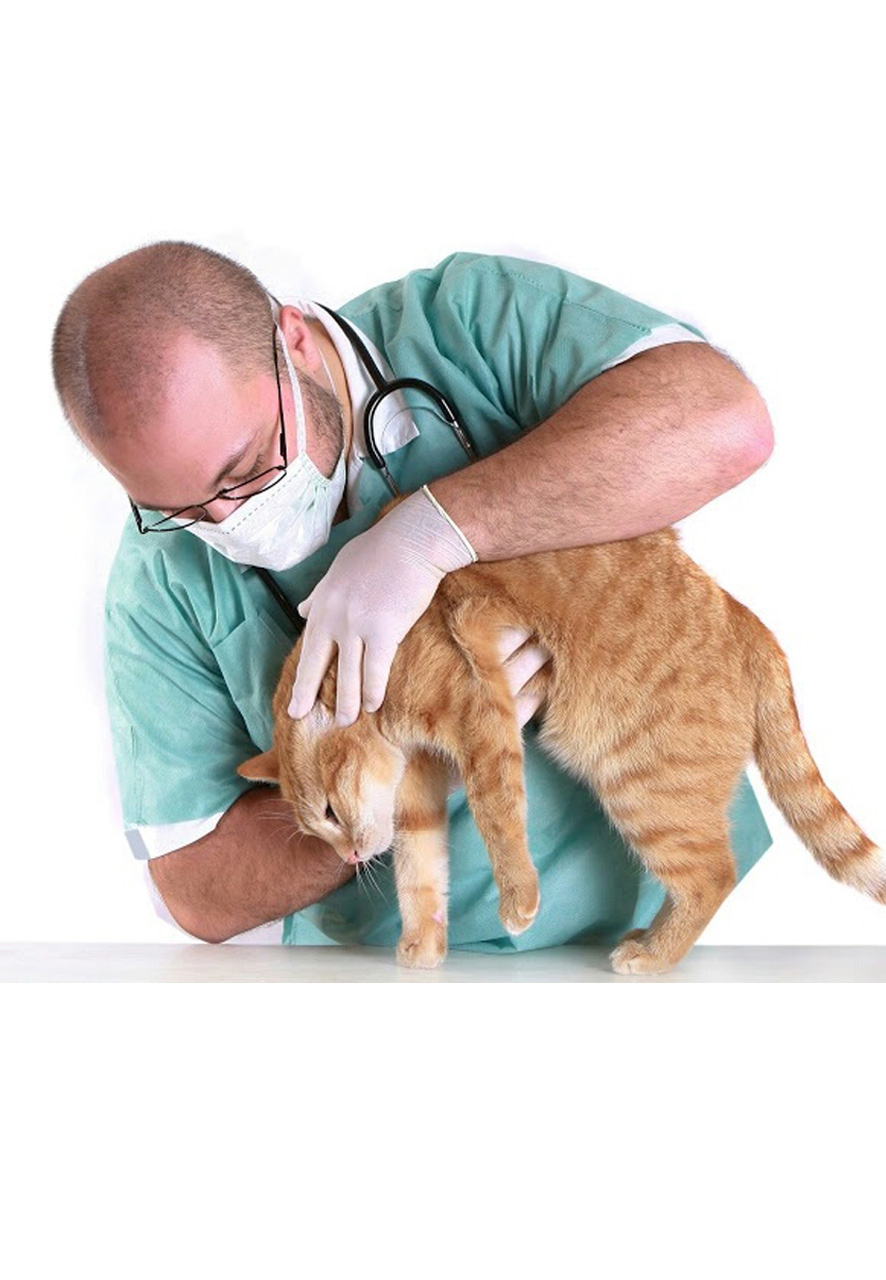 Home - College of Veterinary Medicine